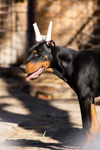 Na prodaju štenci dobermana, kupiranih ušiju i repa, vakcinisani, očišćeni od parazita