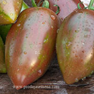 Seme Cokoladni Paradajz paprika- Do 250gr plod,veoma ukusan…