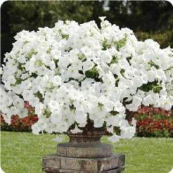 Petunia Bela - White (1000+ semenki)