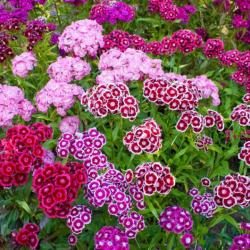 Dianthus Barbatus Mix (450 semenki) Turski karanfil