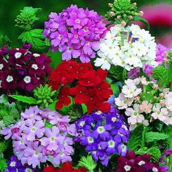 Verbena Grandiflora mix (250 semenki)