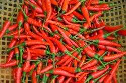 Paprika feferona crvena ljuta (250 semenki)