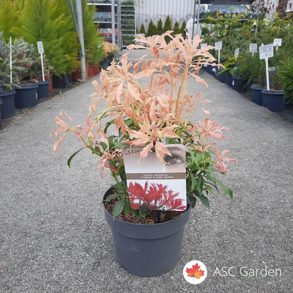 Pieris japonica Forest Flame 40 cm