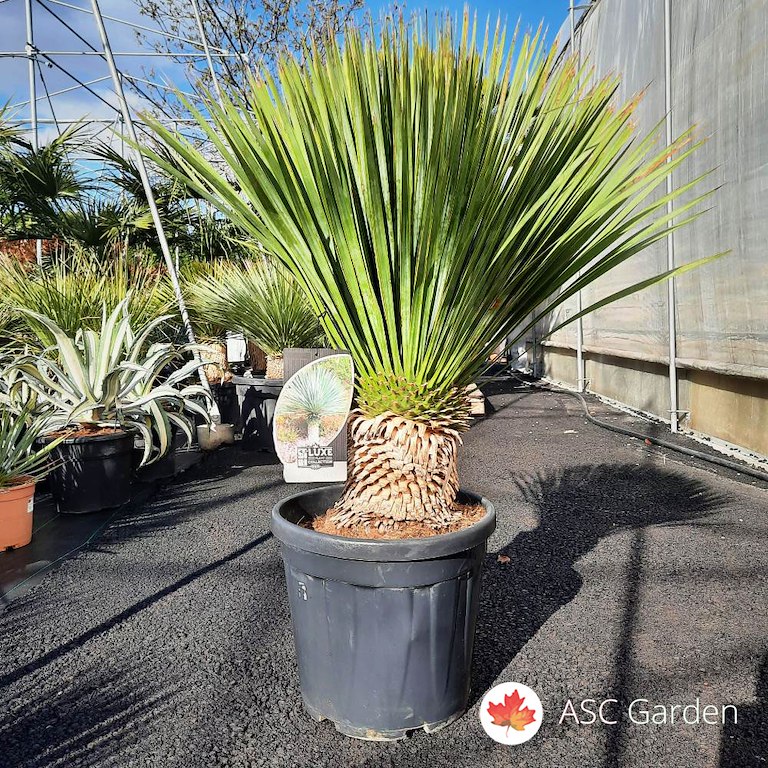 Yucca rostrata