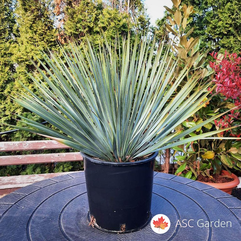 Yucca rostrata 55-60 cm