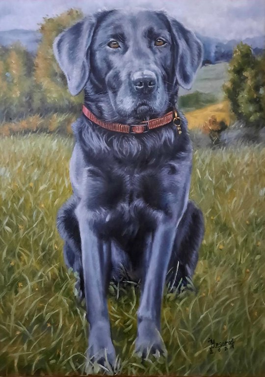 LABRADOR RETRIVER