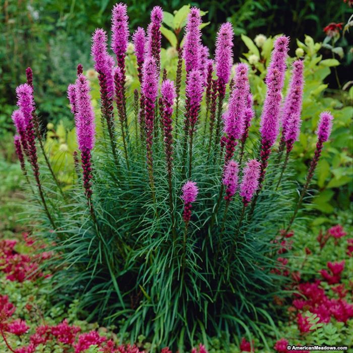 Liatris Spicata - Liatris