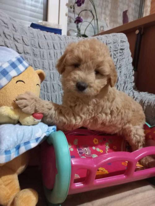 Decak Goldendoodle