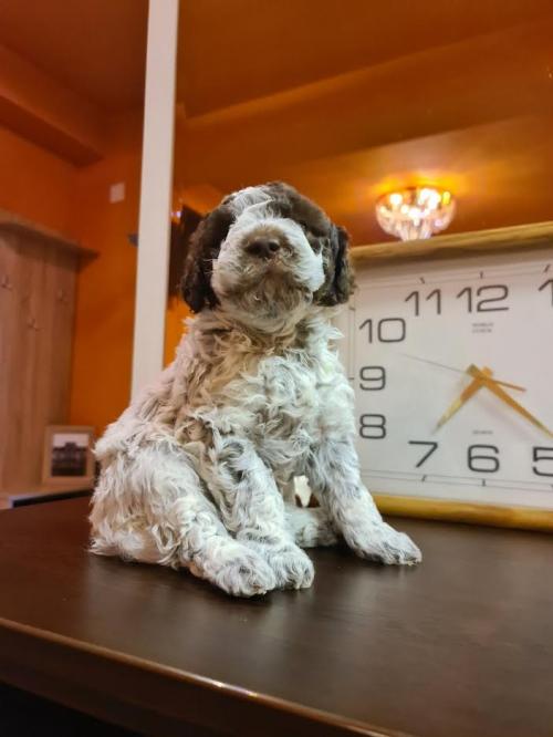 Lagotto romanjolo štenci