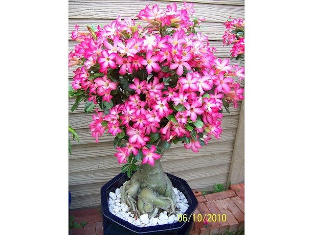 Adenium Obesum - Pustinjska ruza 10 mix semenki 2023.