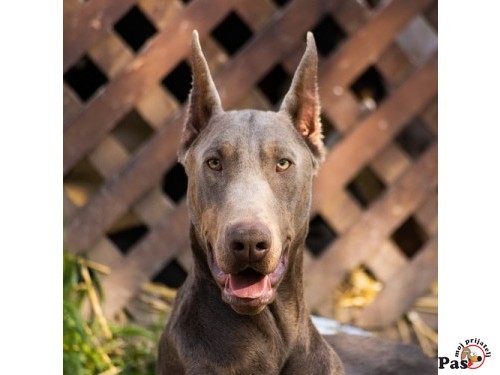 Doberman