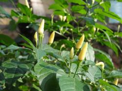 Colibri chili