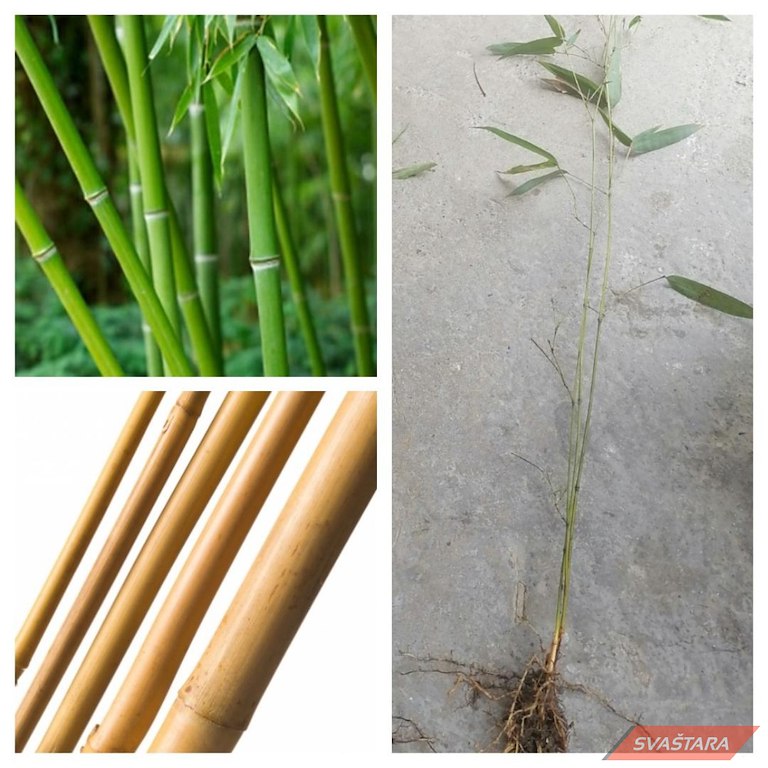 Bambus sadnice i stapove