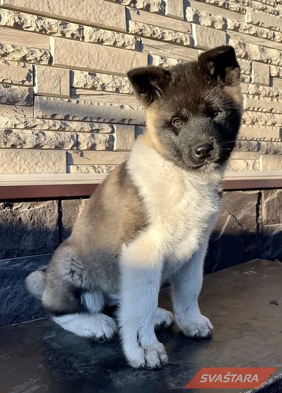 Americka Akita i Japanska Akita stenci