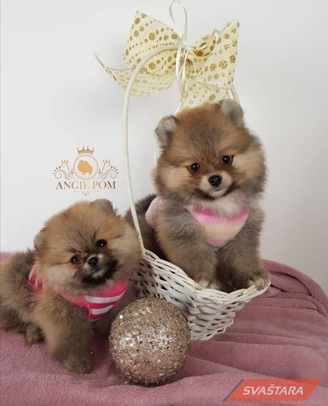 Teddy Bear Pomeranac