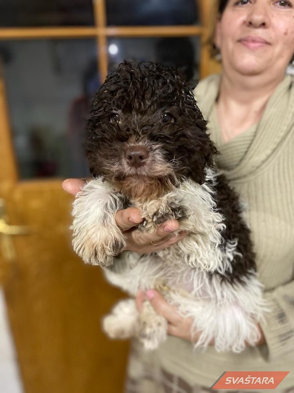 Lagotto romagnolo 2 ž šteneta