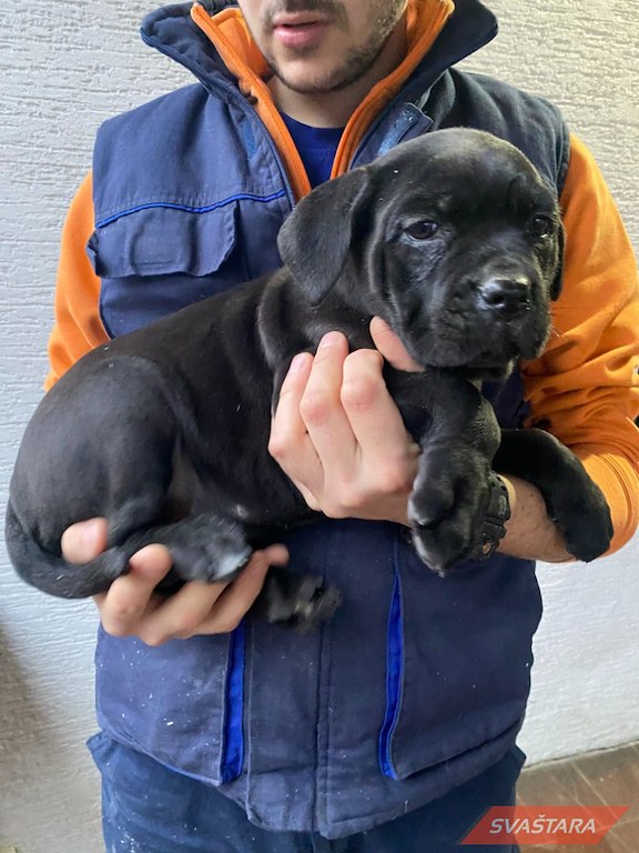 Cane Corso štenci