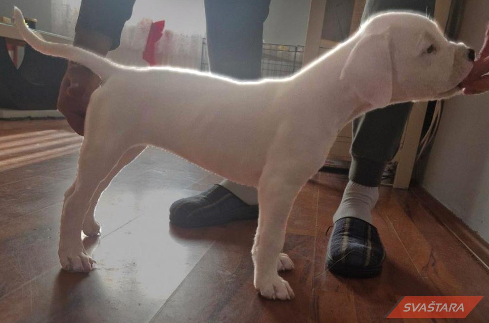 Dogo Argentino štenci