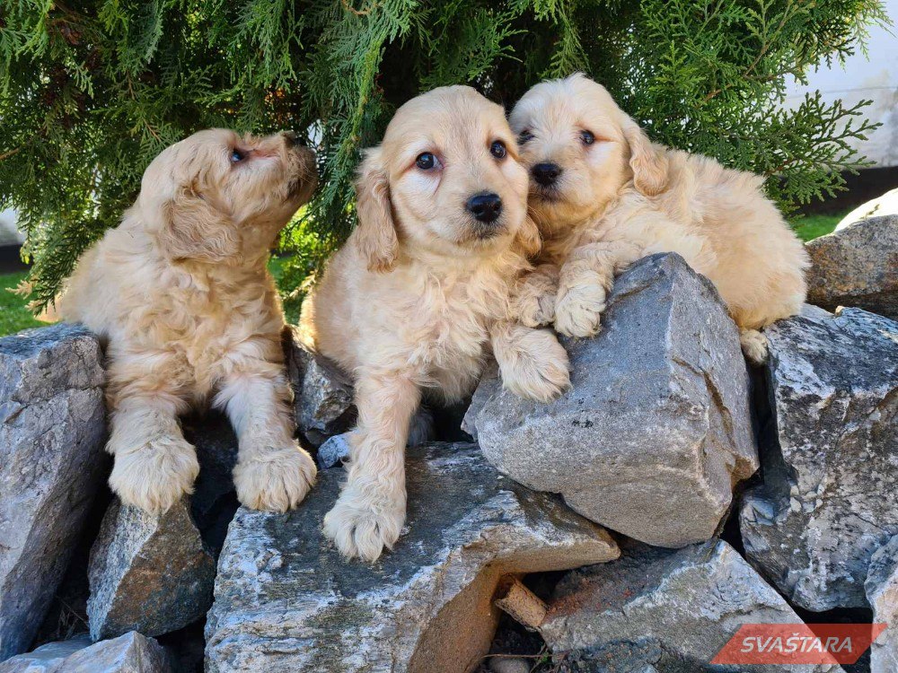 Goldendoodle štenci