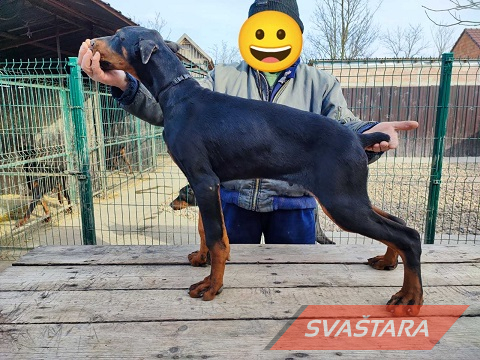 Doberman štenci