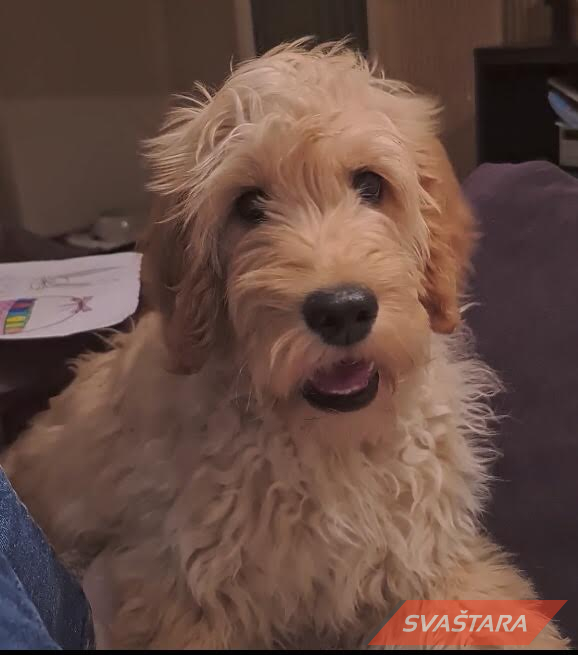 Goldendoodle F1