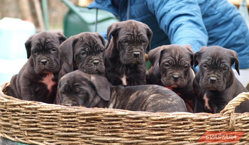 Cane Corso TOP štenci