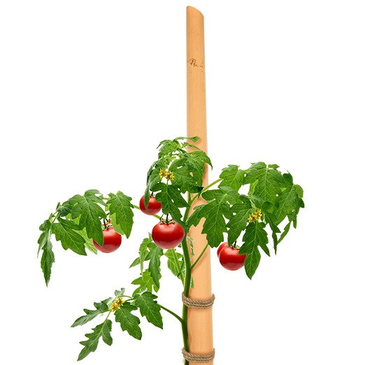 Kolčići - štapovi za paradajz 180cm - 10kom.