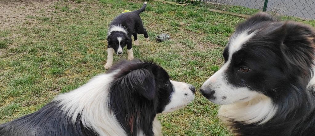 Border Koli (Collie) veoma iskusan i proveren Mužjak Za Parenje