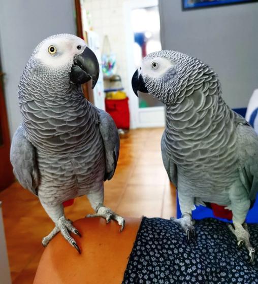 Afričke sive papige na prodaju –