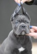Kane korso Cane Corso PREPORUKA