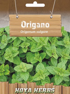 Origano