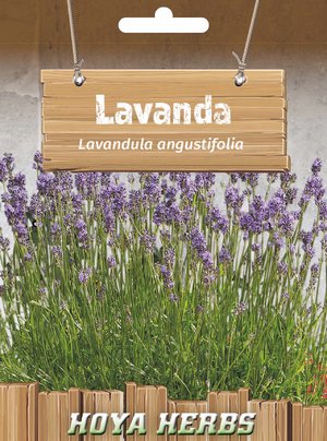 Lavanda