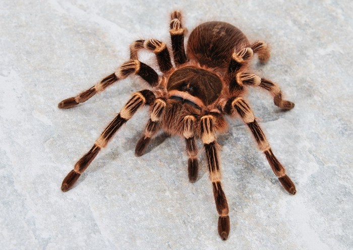 ACANTHOSCURRIA GENICULATA