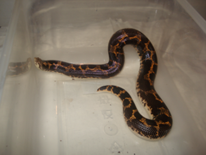 PEŠČANA BOA (ERYX COLUBRINUS)