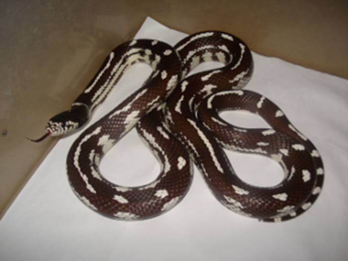 KRALJEVSKA ZMIJA (LAMPROPELTIS GETULA)