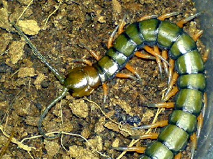 SCOLOPENDRA SUBSPINIPES