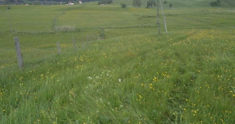 Hitno prodajem plac na Zlatiboru-Semegnjevo