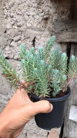 Sedum blue spruce / Zimootporan