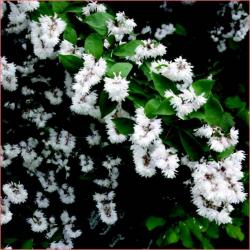 P093 - Deutzia