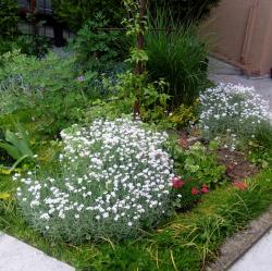 Cerastium tomentosum(letnji sneg)