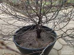grab bonsai sadnice 50cm