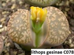 Lithops gesinae v annae - 20 semenki