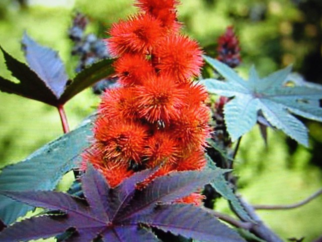 Ricinus, seme 5 komada