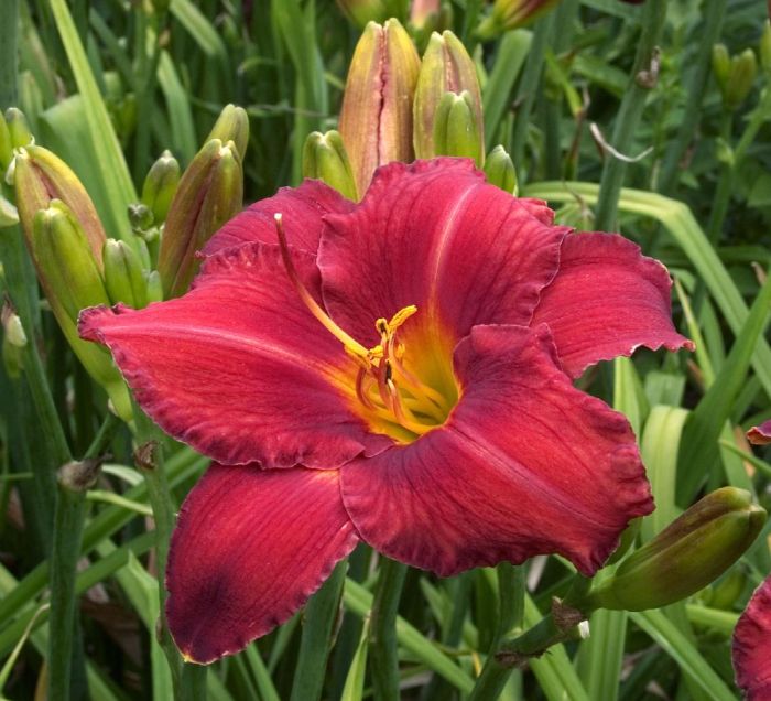 Hemerocallis Chicago Apache - Hemerokalis Dnevni Ljiljan