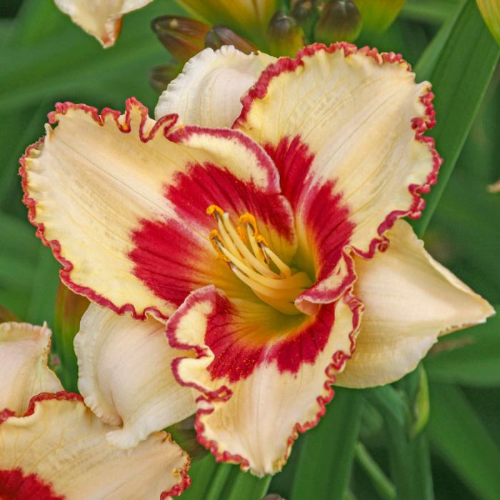 Hemerocallis Cryptic Message - Hemerokalis Dnevni Ljiljan