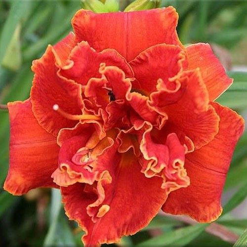 Hemerocallis Moses Fire - Hemerokalis Dnevni Ljiljan