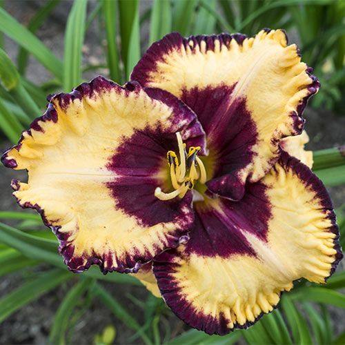 Hemerocallis Open My Eyes - Hemerokalis Dnevni Ljiljan