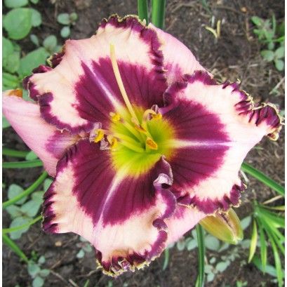 Hemerocallis Purple Flame - Hemerokalis Dnevni Ljiljan