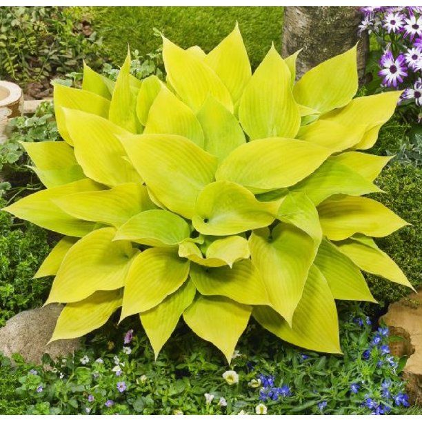 Hosta Sunny Halcyon - Hosta