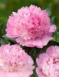 Paeonia Lactiflora Angel Cheeks - Zeljasti Božur